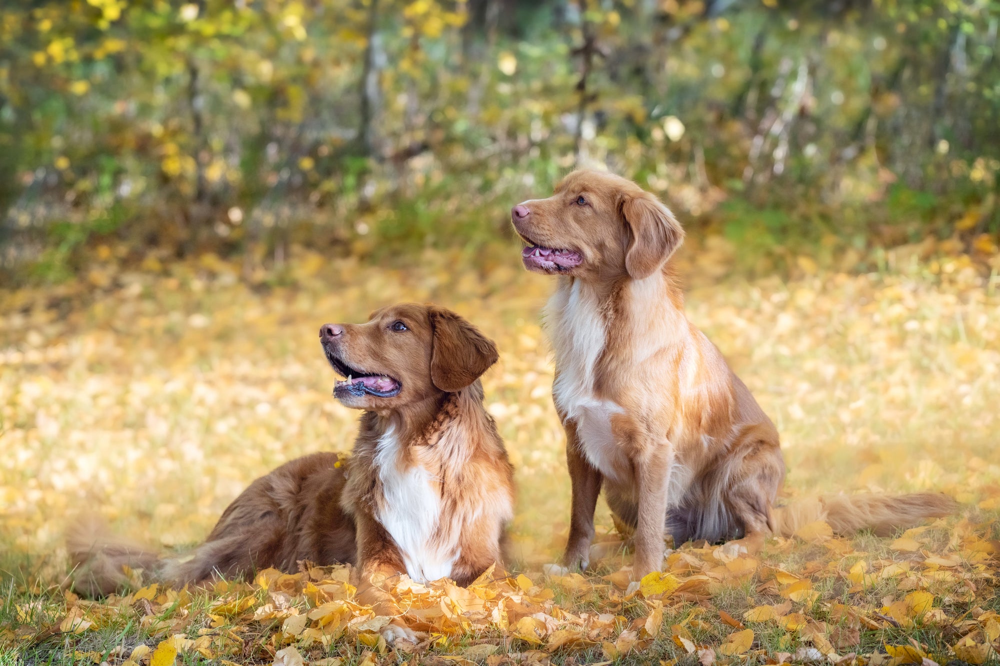 Calibre Duck Tollers
